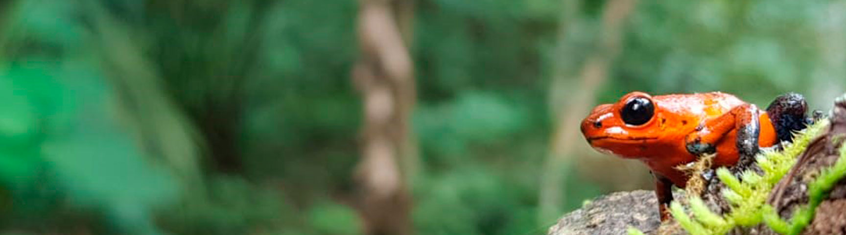 Strawberry Poison Dart Frog Poison Dart Frog