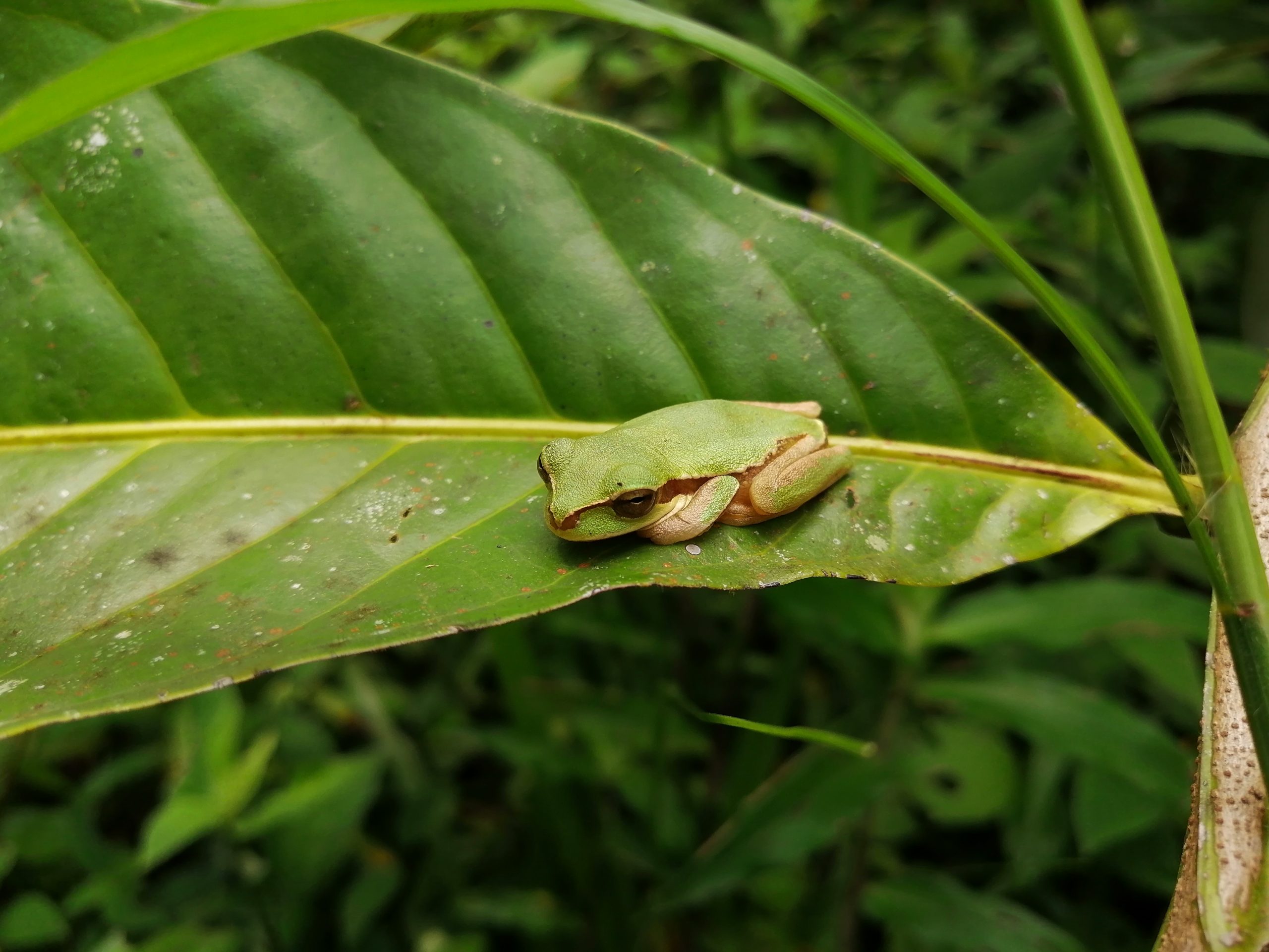 Young Masked Tree Frogs spotted in our rainforest - Adopteer Regenwoud