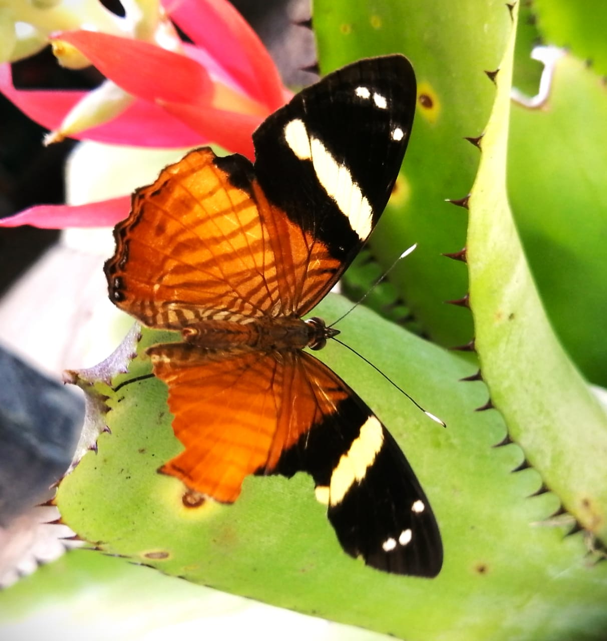 Vlinders in Costa Rica - Adopteer Regenwoud