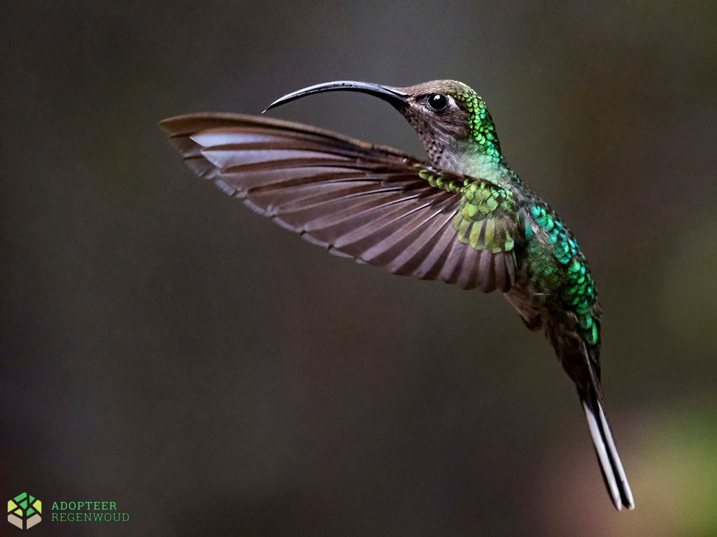 De Kolibrie - Adopteer Regenwoud