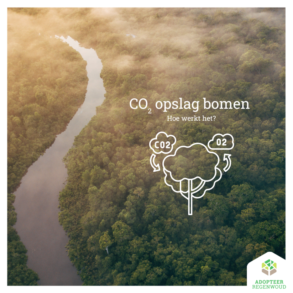 CO2 opslag bomen - Hoe werkt het? - Adopteer Regenwoud