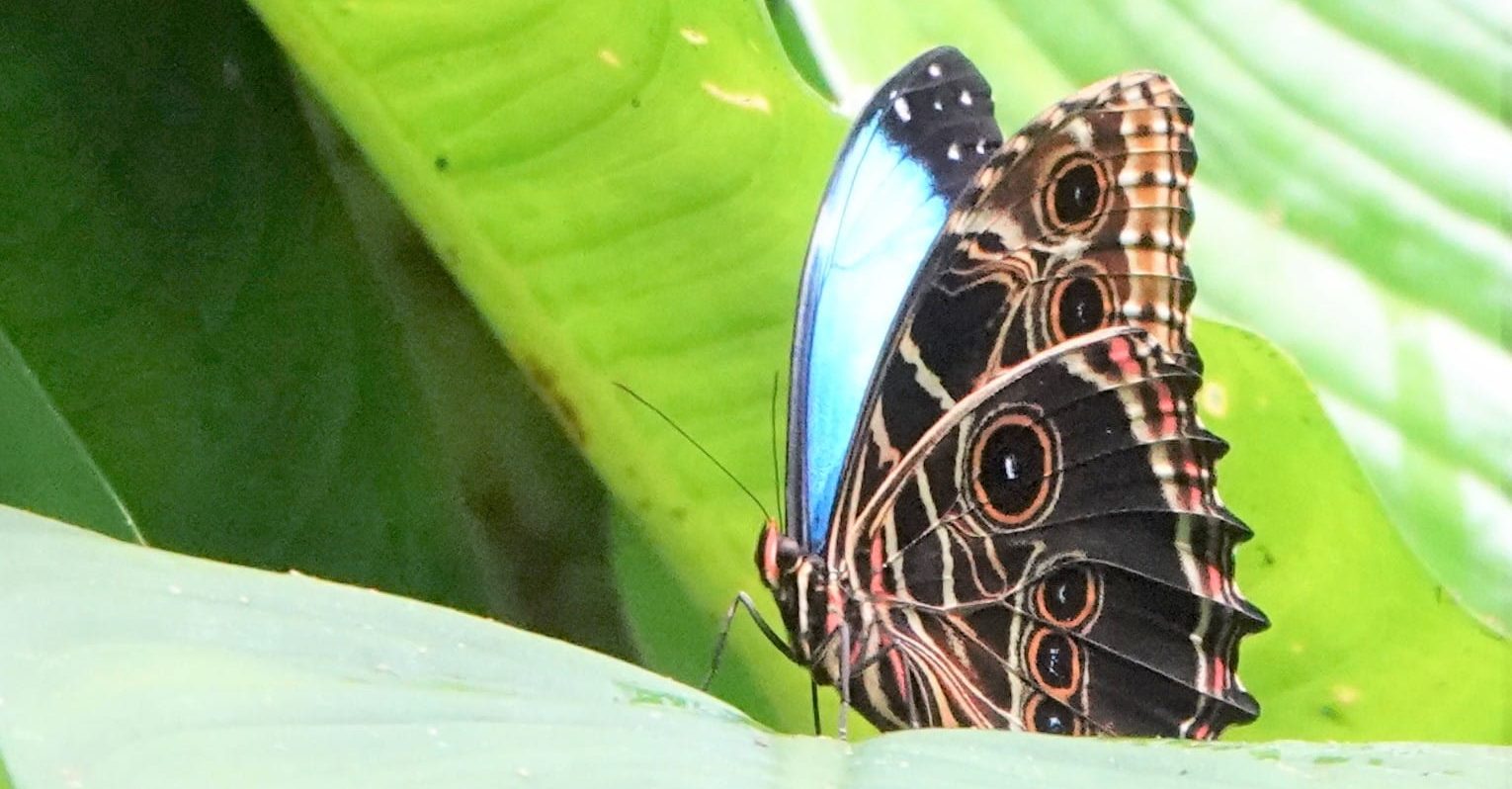 Morpho vlinder in Costa Rica - Adopteer Regenwoud