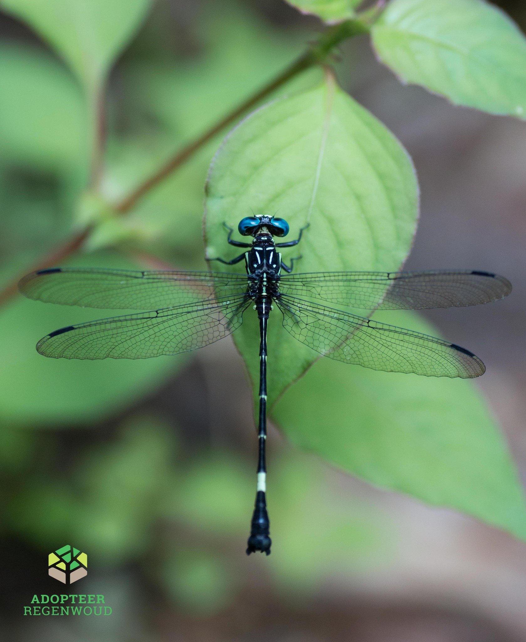 The most special sighting in our reservation so far! - Adopteer Regenwoud