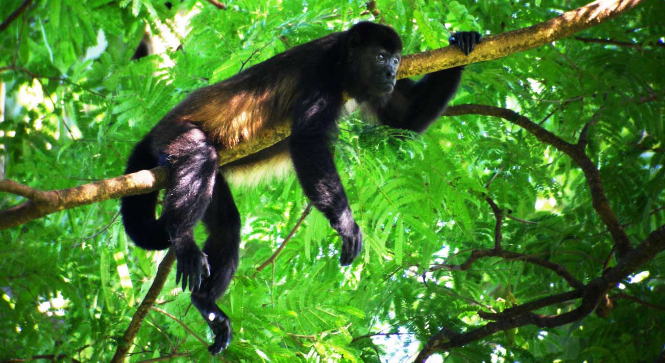 De Mantelbrulaap - Adopteer Regenwoud