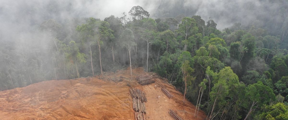 The impact of forest clearing on the climate - Adopteer Regenwoud